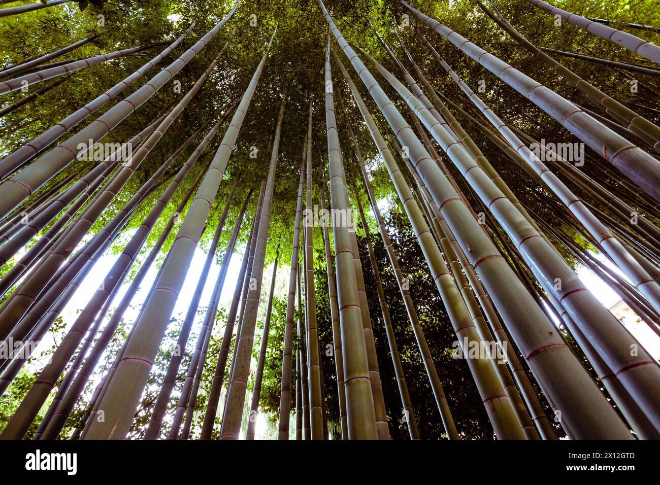 Parallel line trees nature perspective hi-res stock photography and ...