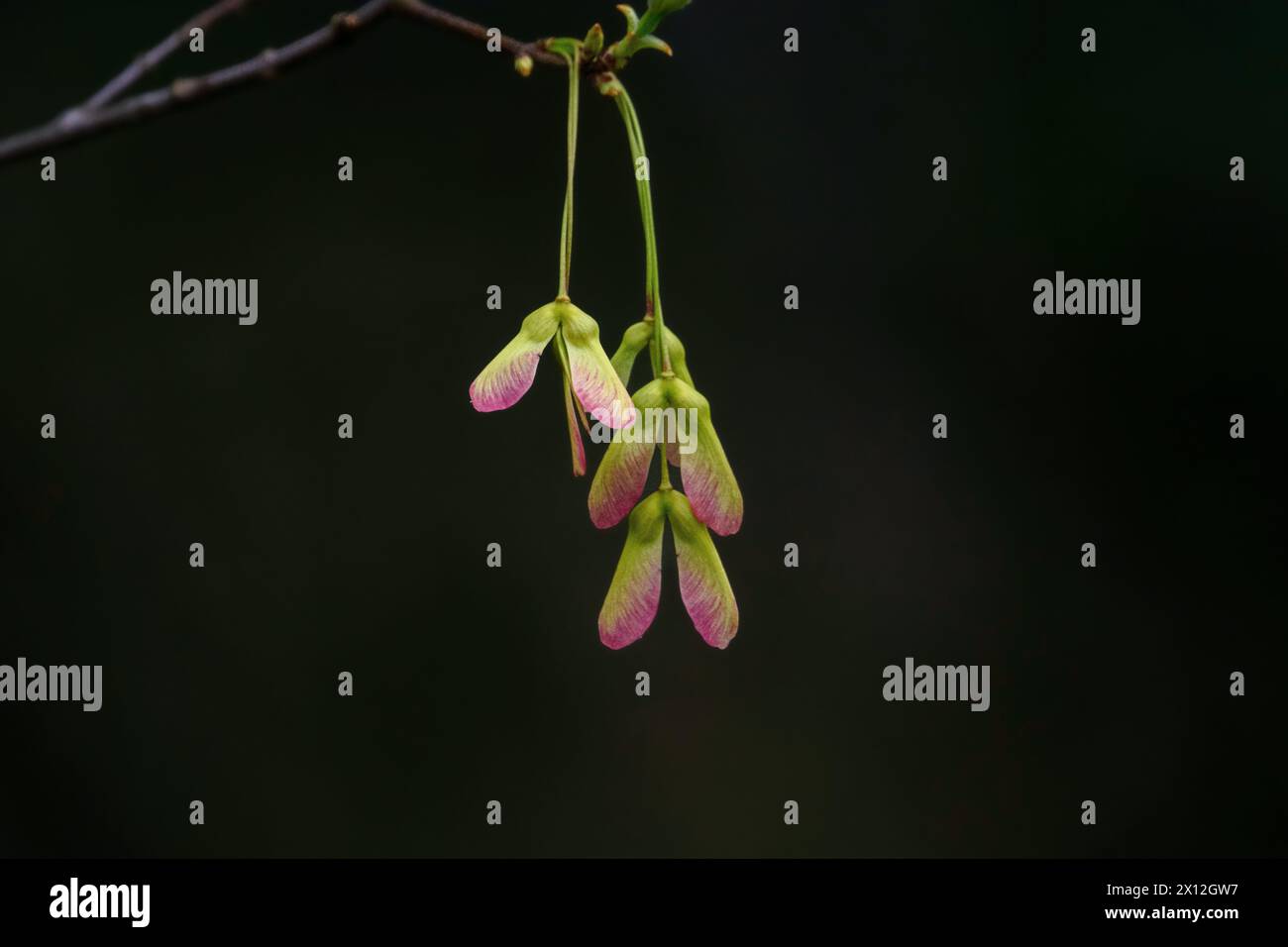Maple tree samaras hanging against a soft dark background Stock Photo ...