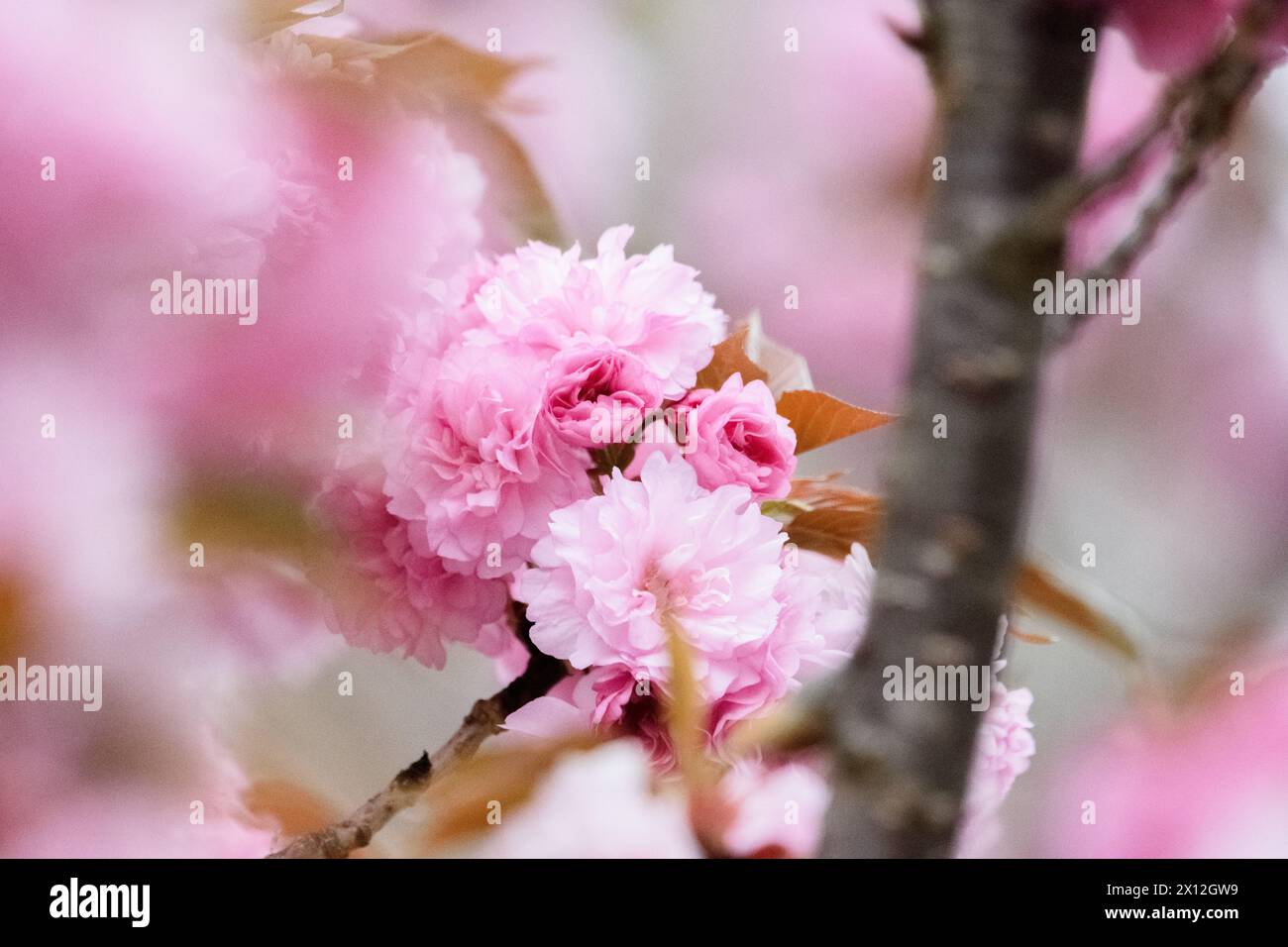 Double pink blossoms hi-res stock photography and images - Alamy