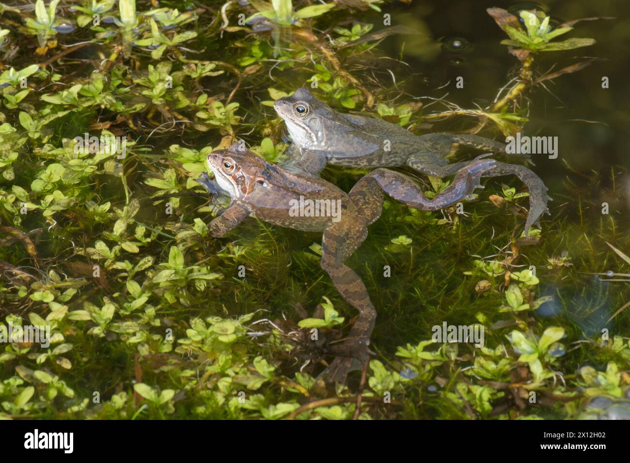 male frogs floating in weed in garden pond waiting for females to spawn ...
