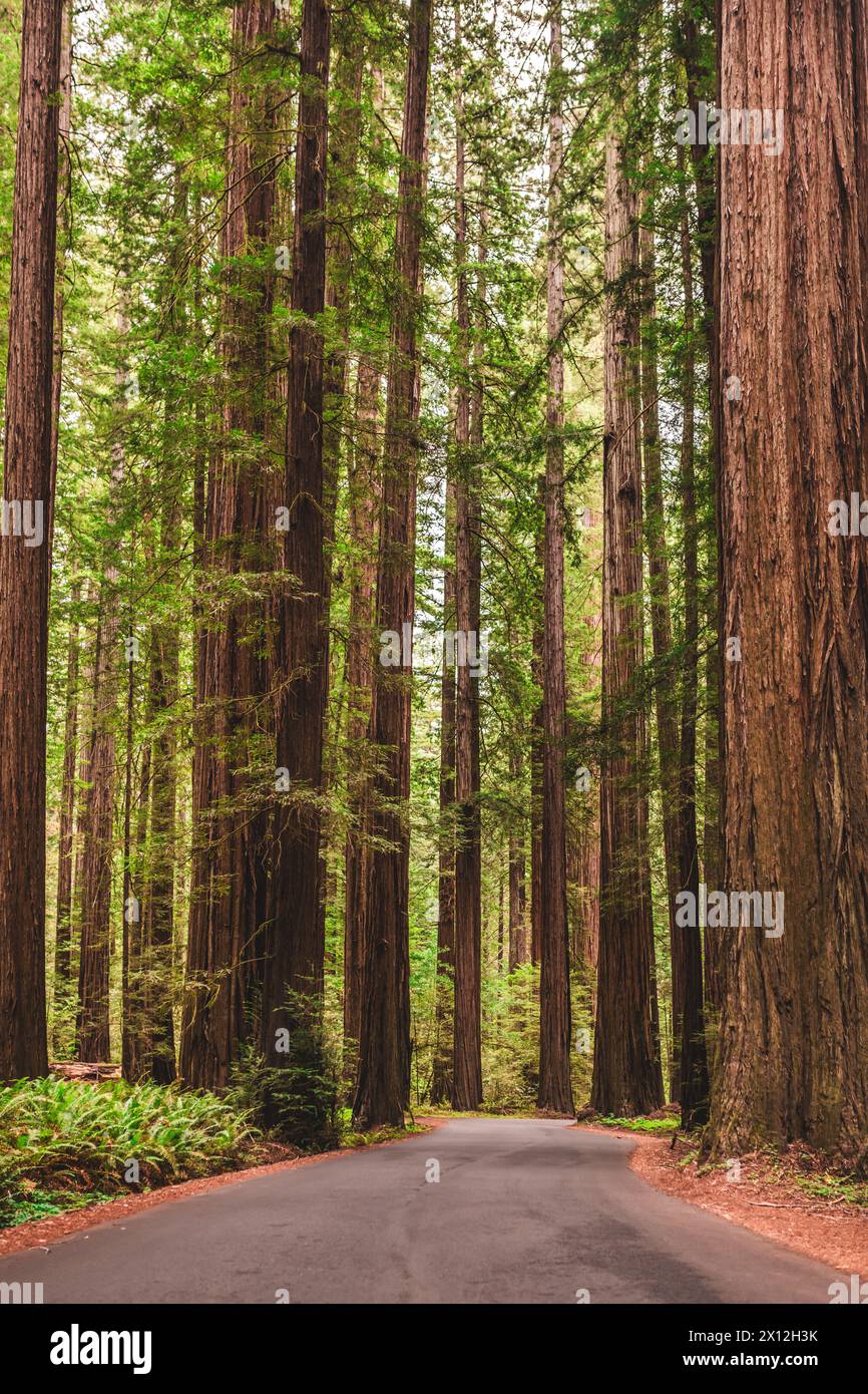 A road winds through towering ancient redwoods Stock Photo - Alamy
