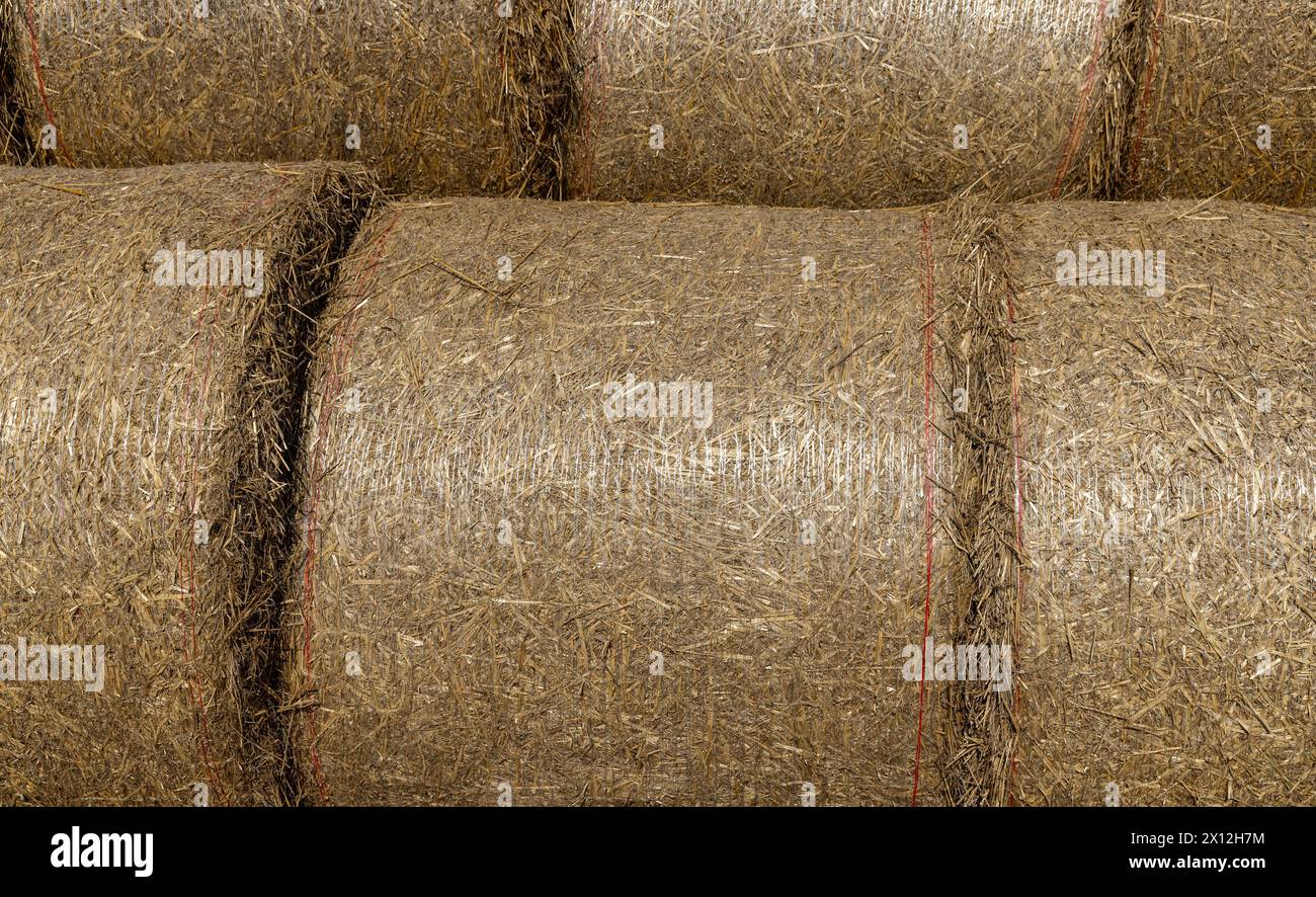 wheat straw collected in stacks after grain harvest, yellow straw from ...