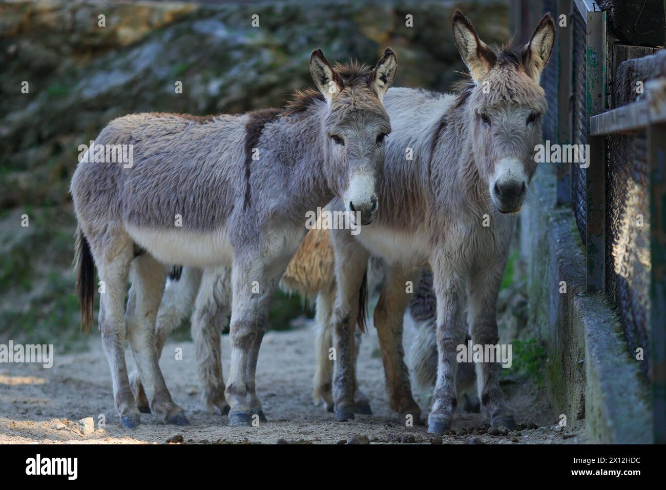 Antalya zoo hi-res stock photography and images - Alamy
