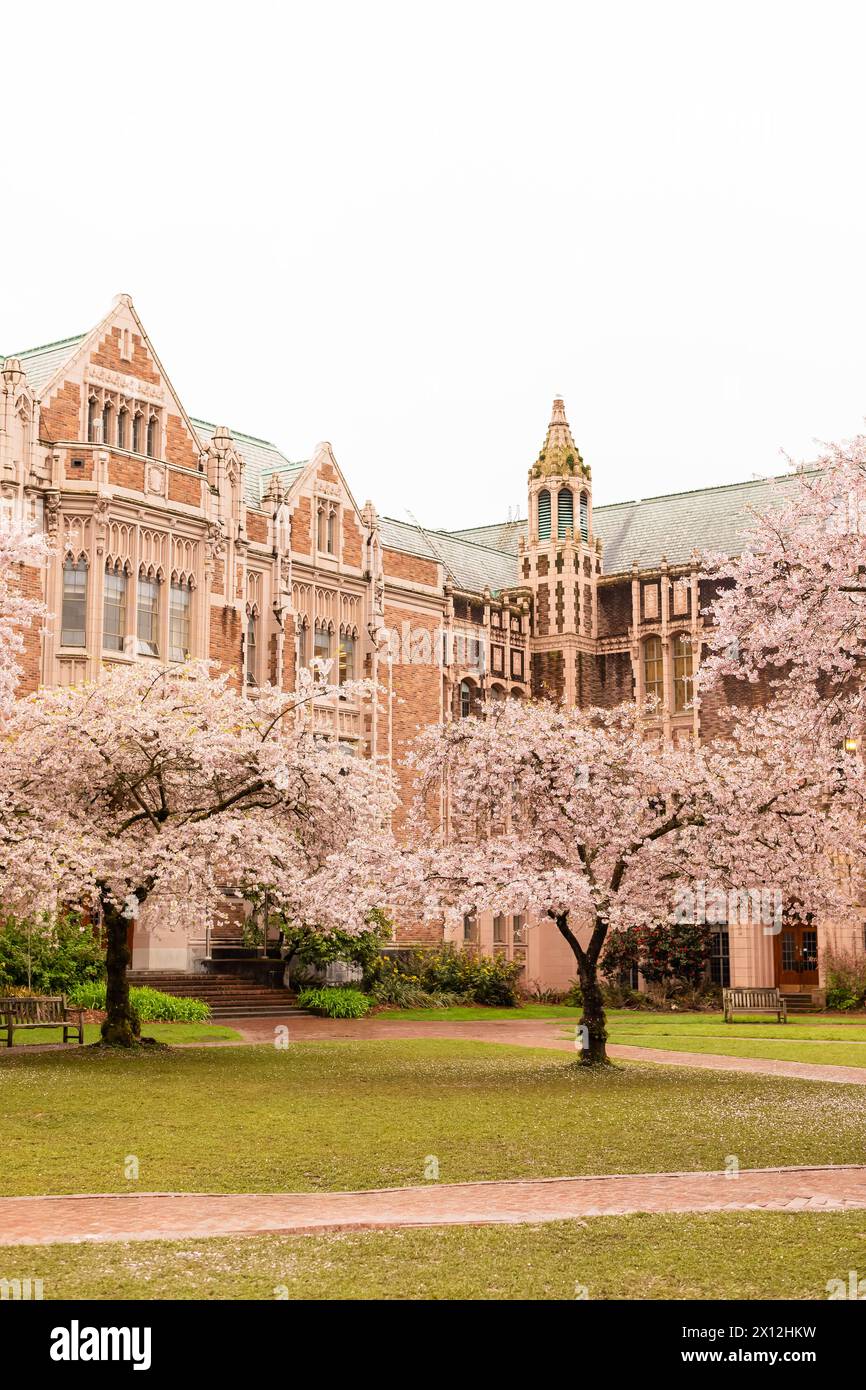 Flowering cherry trees in front of building Stock Photo - Alamy