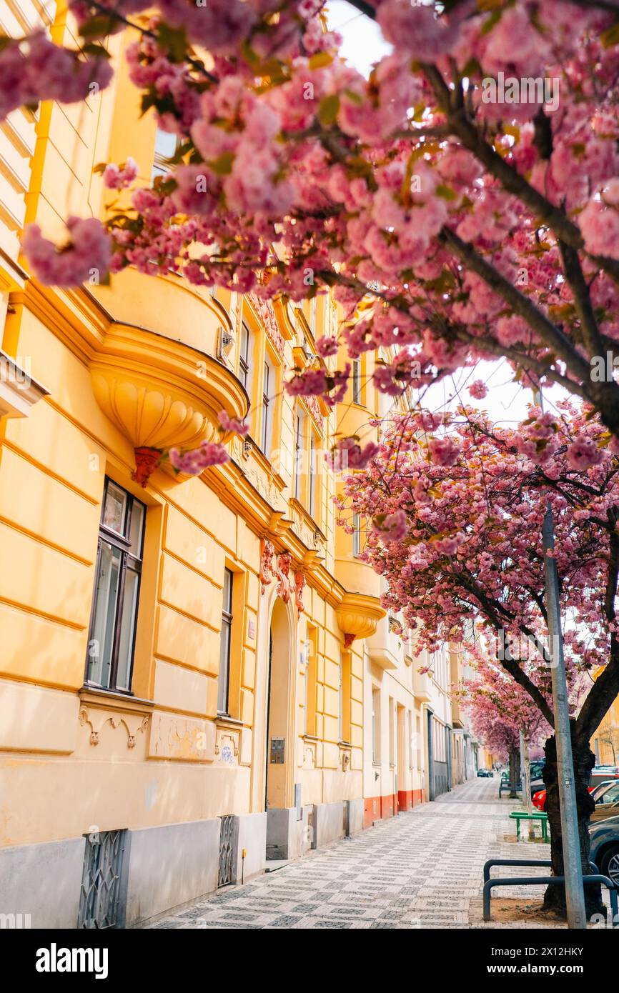Pink sakura trees on a long street in Prague in the Zizkov district ...