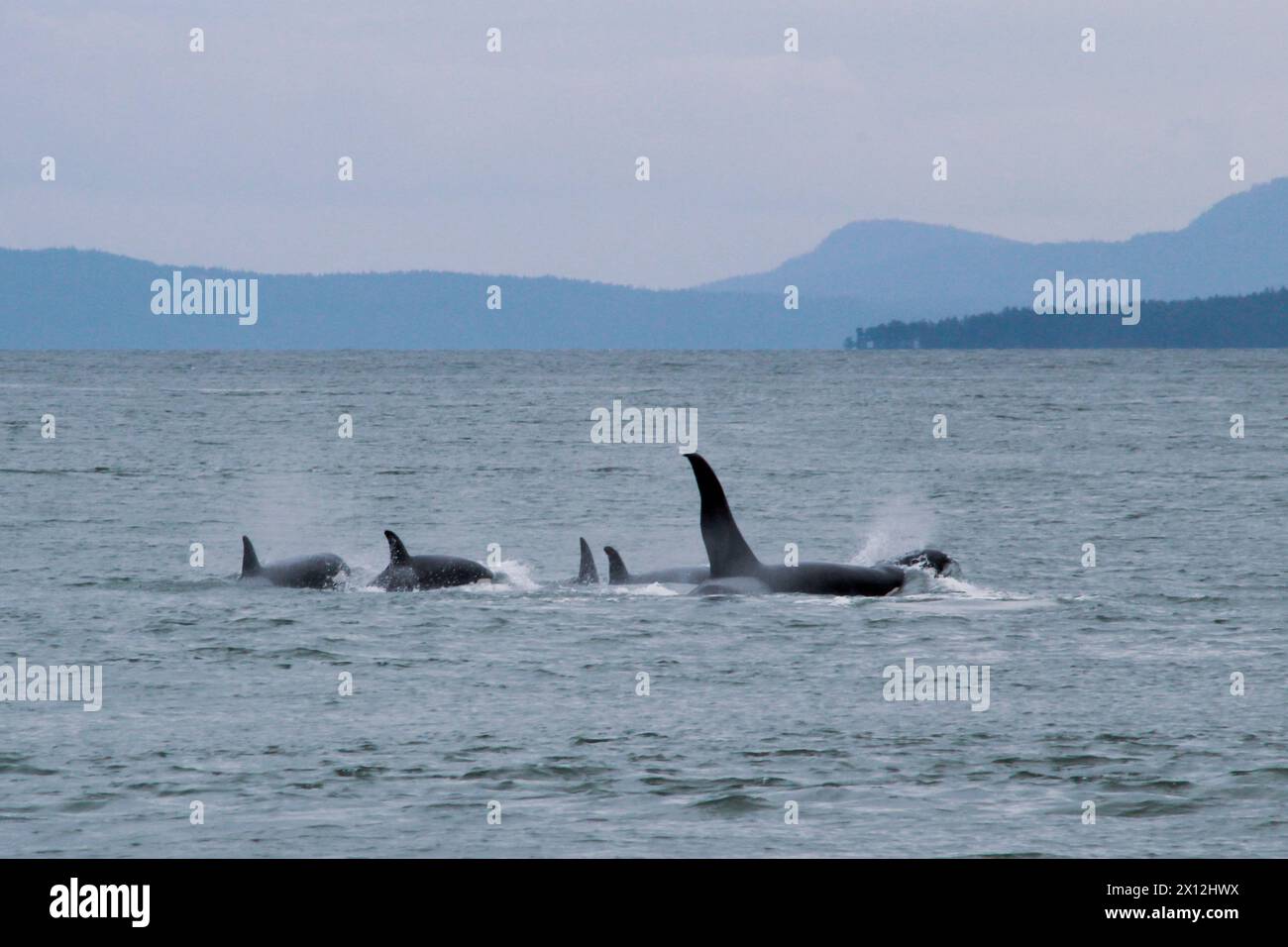 Washington's Orca Pod in Harmonious Ocean Dance Stock Photo - Alamy