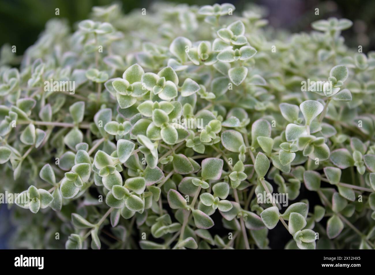 Close-up of a silvery-green succulent's soft texture Stock Photo - Alamy
