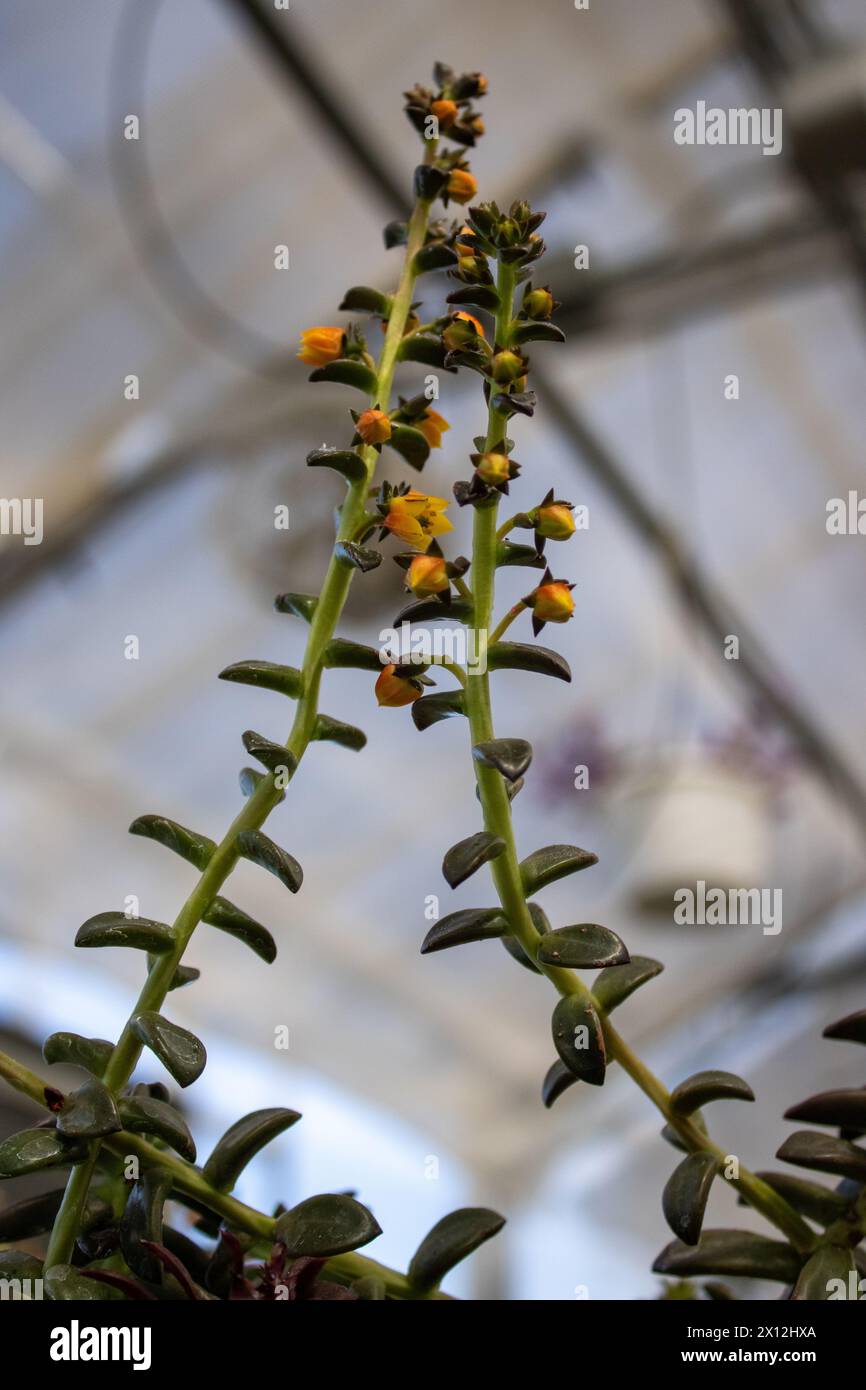 Tall succulent bloom stalk hi-res stock photography and images - Alamy