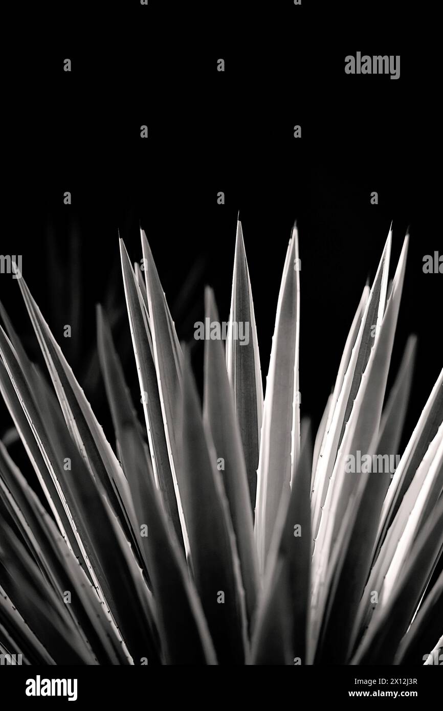Artistic Black and White agave plant Stock Photo - Alamy