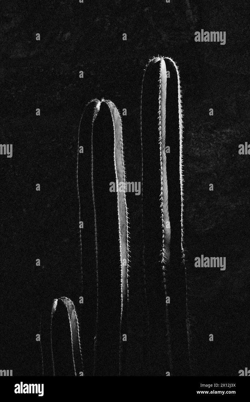 Dramatic white desert landscape Black and White Stock Photos & Images ...