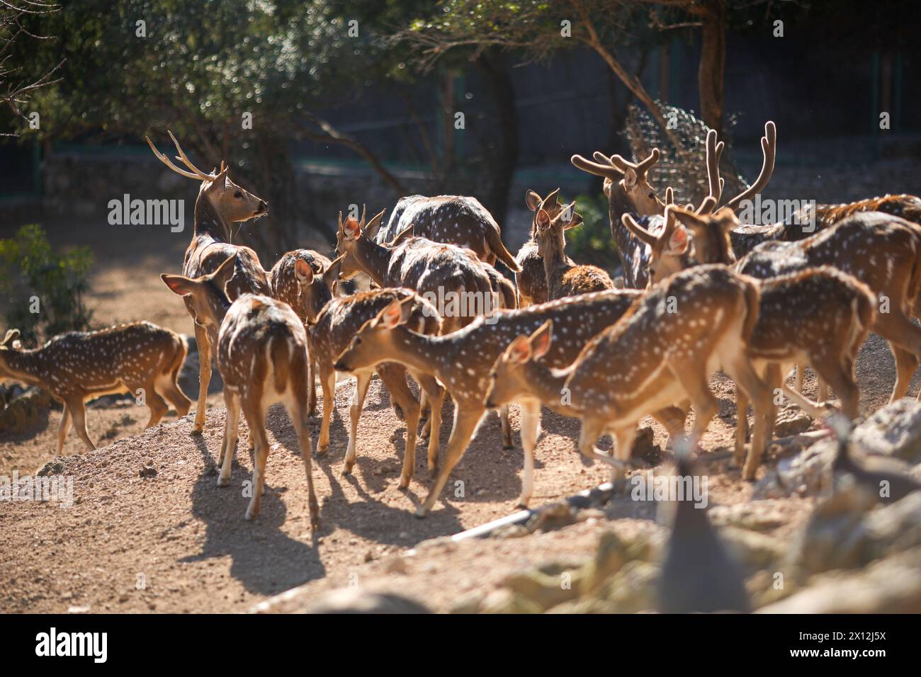 Antalya, Turkey, 02.22.2021: Wildlife scene from summer nature. Heard ...