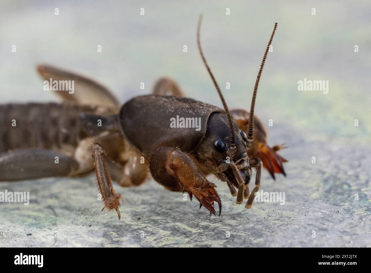 Mole cricket australia hi-res stock photography and images - Alamy