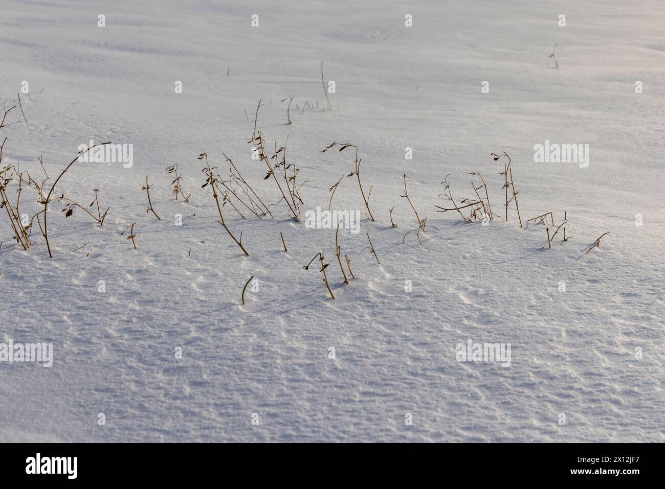 drifts of white snow in sunny weather, beautiful fresh snow after a ...