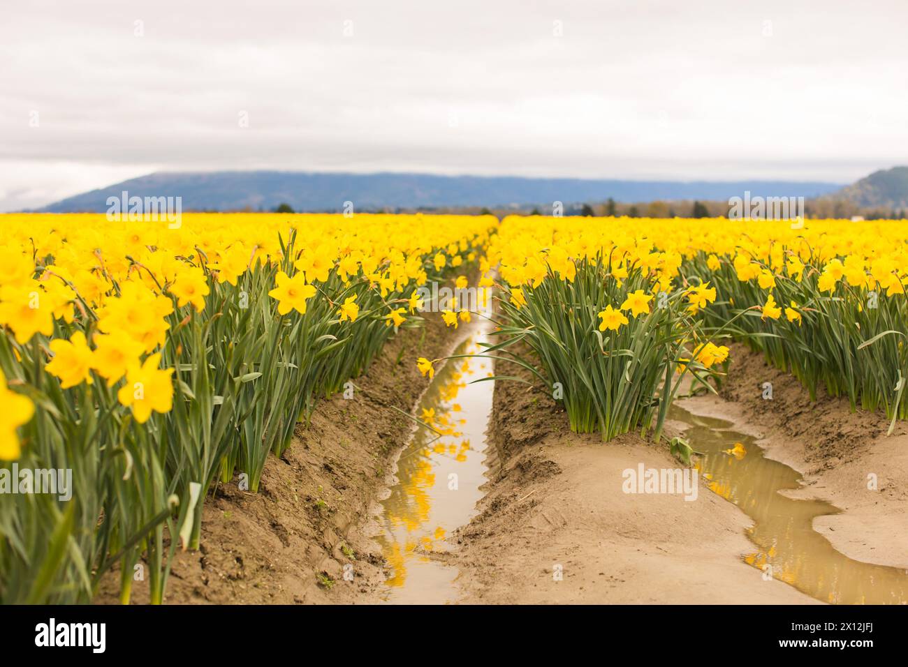 Daffodil field of spring flowers Stock Photo - Alamy