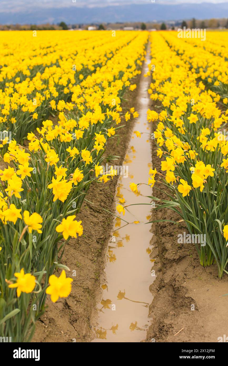 Field of daffodils in Washington Stock Photo - Alamy