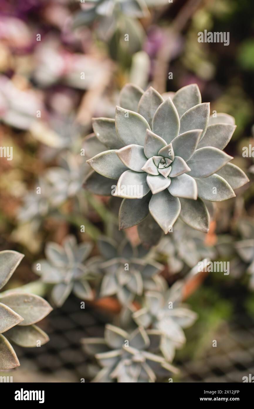 Grey ghost succulent hi-res stock photography and images - Alamy