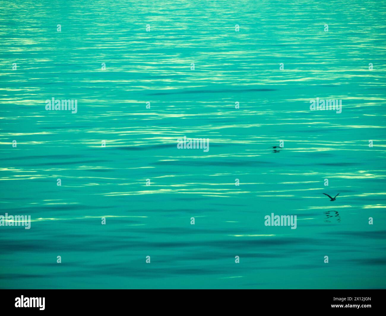 Tern flying over the Orelans Strait off Trinity Island, Antarctica ...