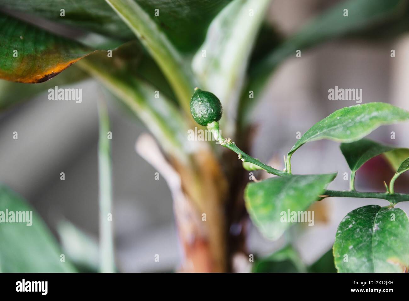 Indoor plant lemon tree hi-res stock photography and images - Alamy