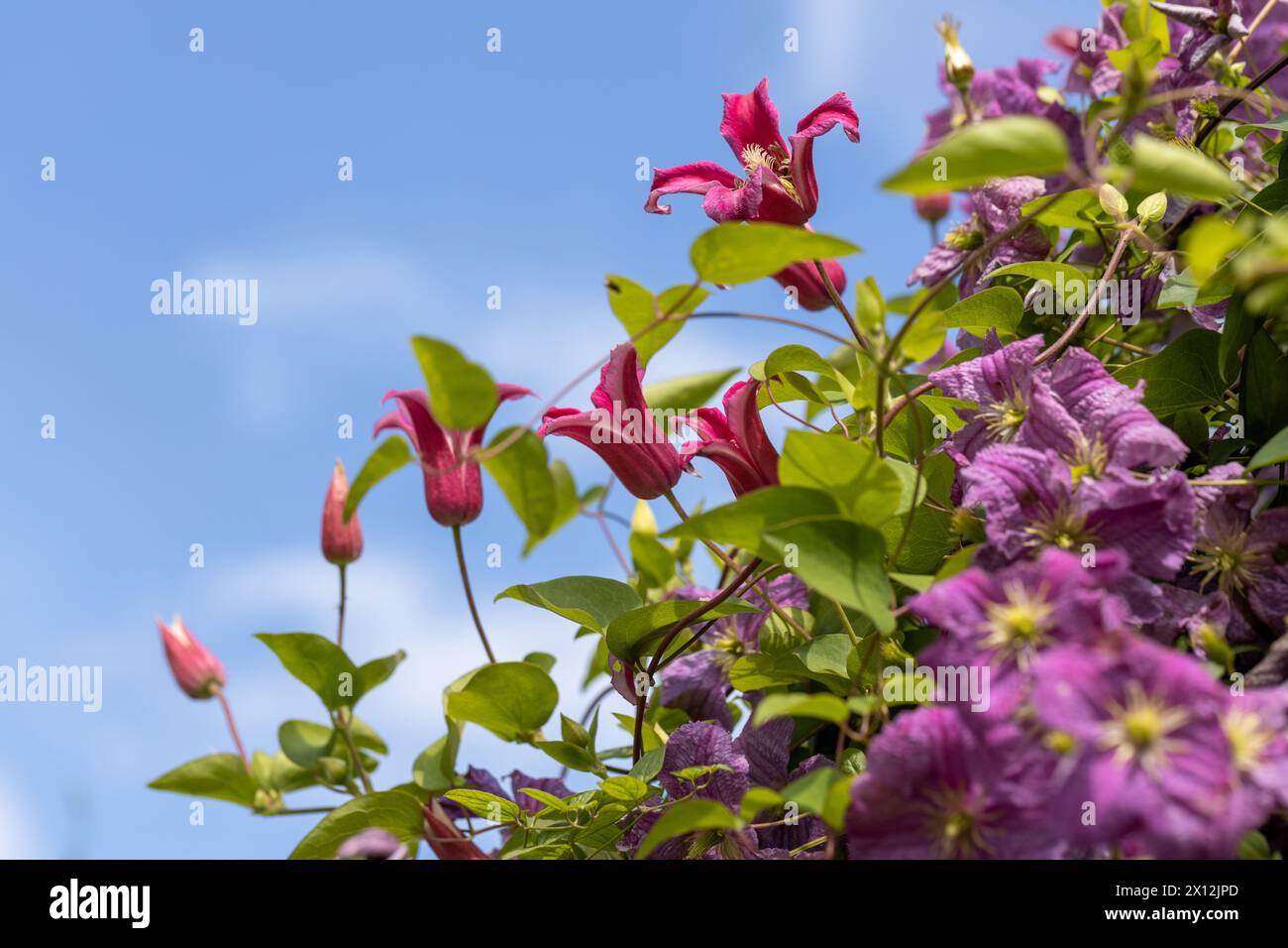Clematis Princess Diana. The Princess of Wales in garden Stock Photo ...