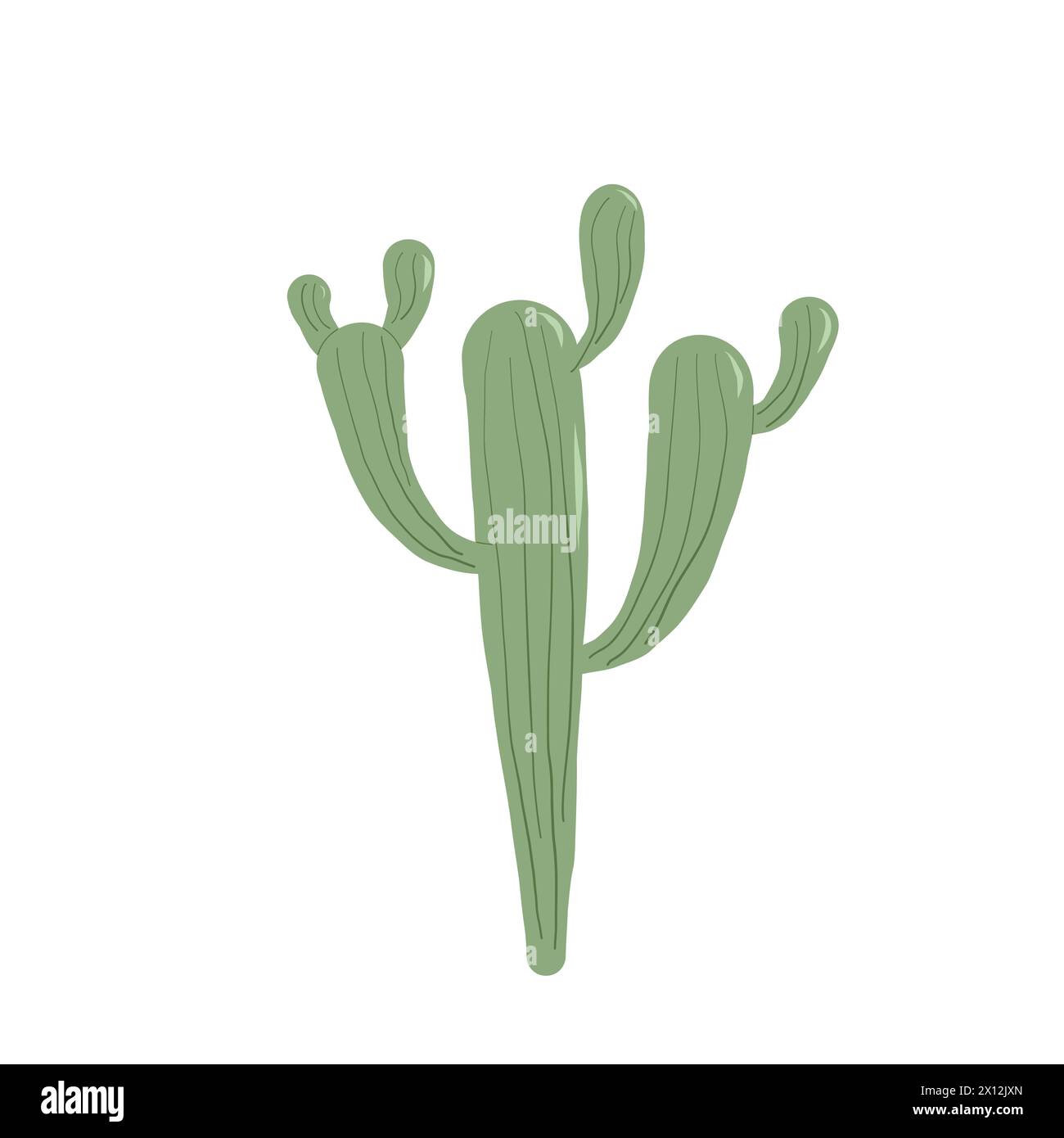 Nopal Mexican cacti. Cactus isolation on white background. Exotic plant ...