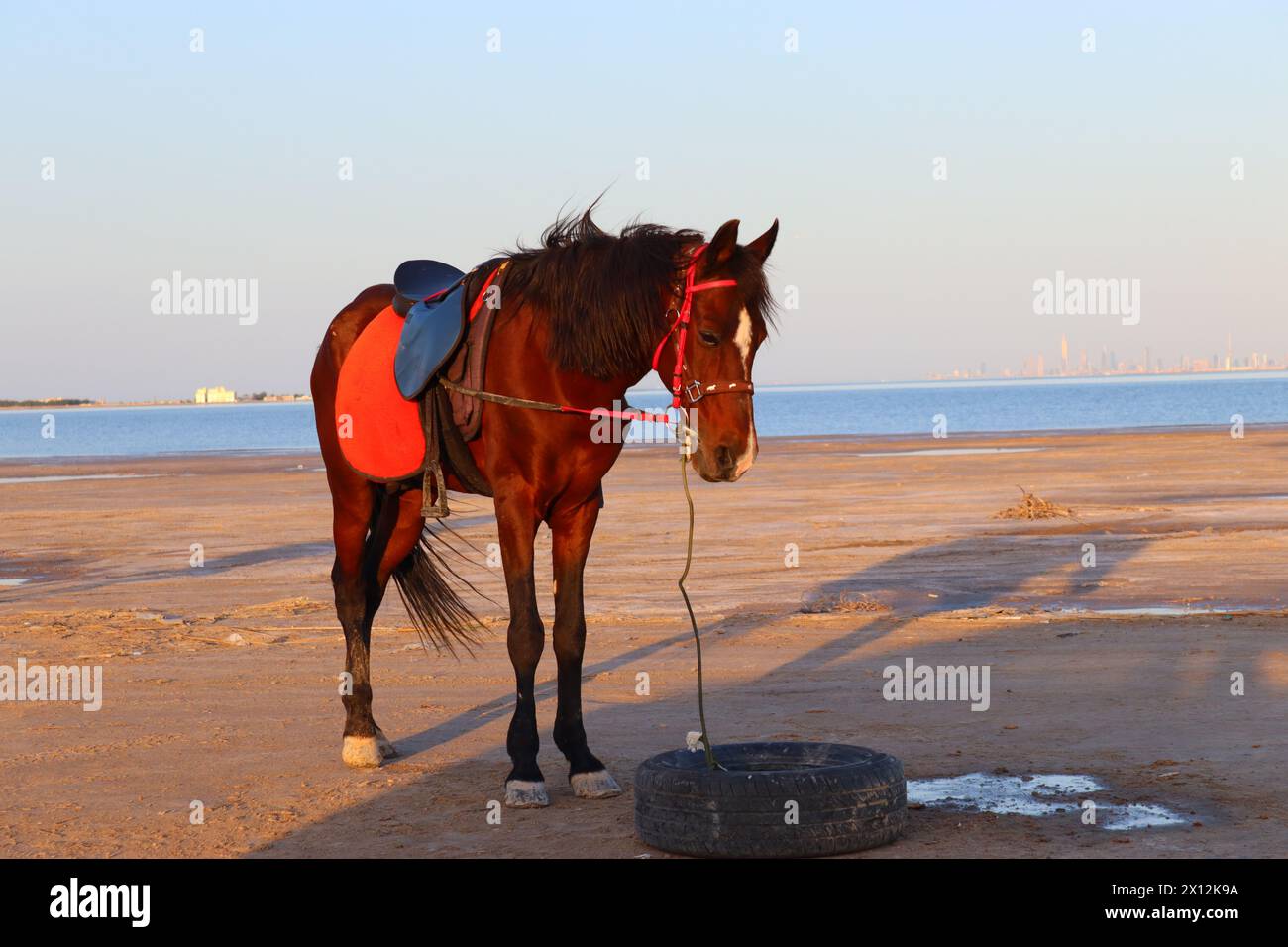 Horse by the sea Stock Photo - Alamy