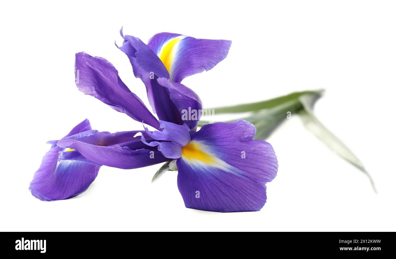 Beautiful violet iris flower isolated on white Stock Photo - Alamy