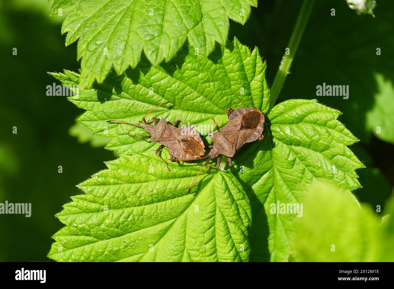 Two Dock bugs (Coreus marginatus), family Coreidae on leaves of a ...