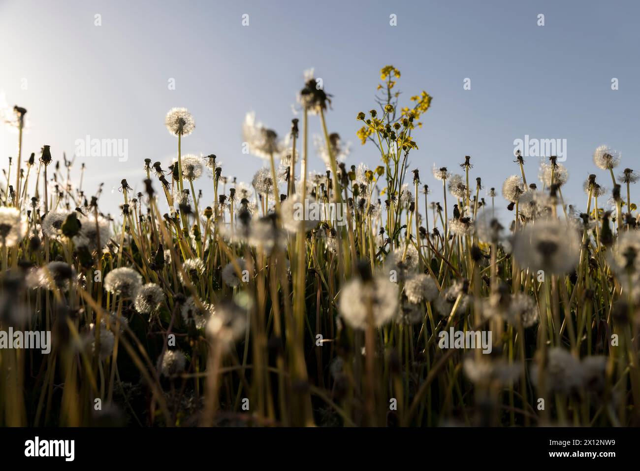 a large number of white dandelions at sunset, a field with white ...