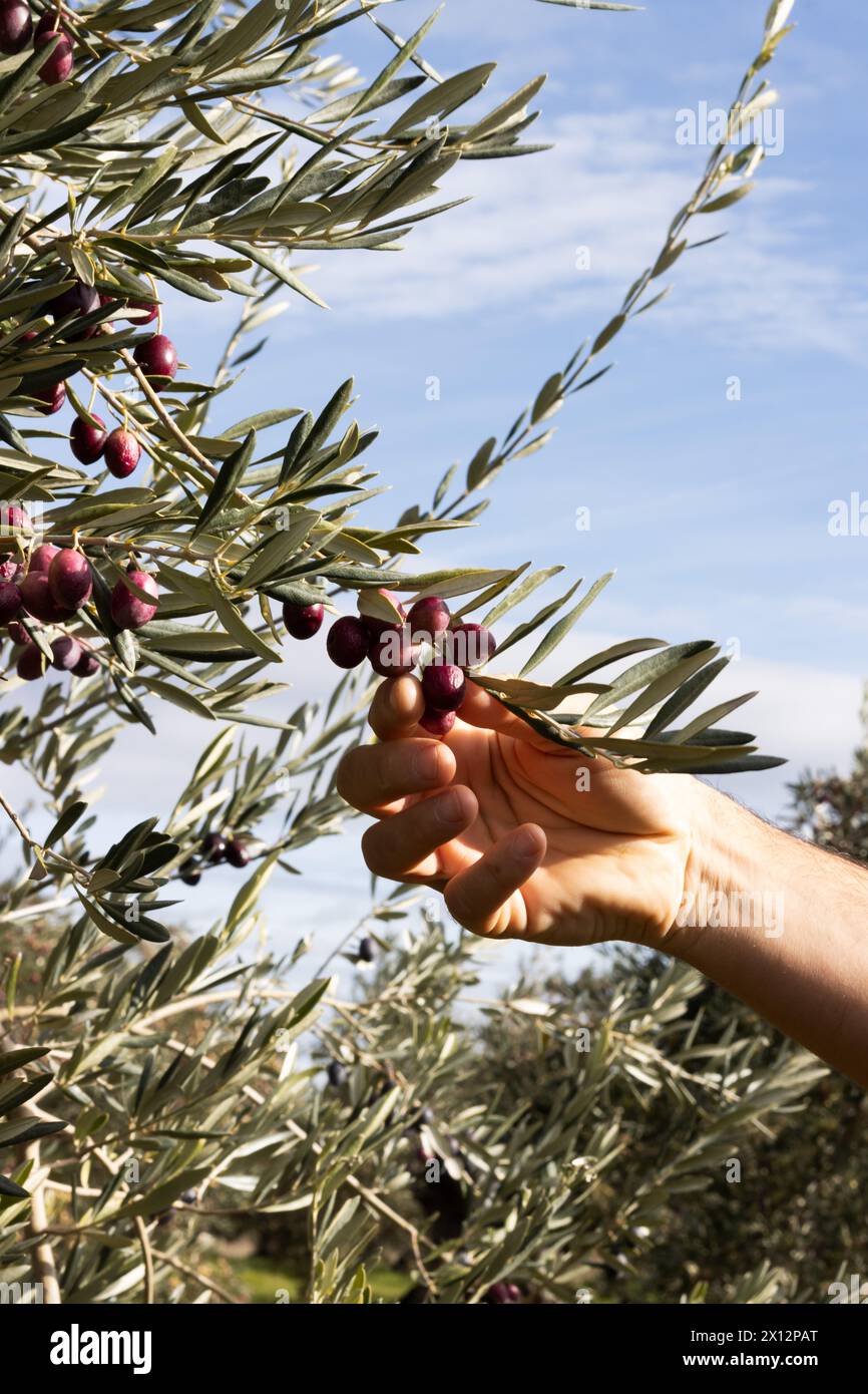 Worker collecting olive from the branch. Concept of harvesting olives ...