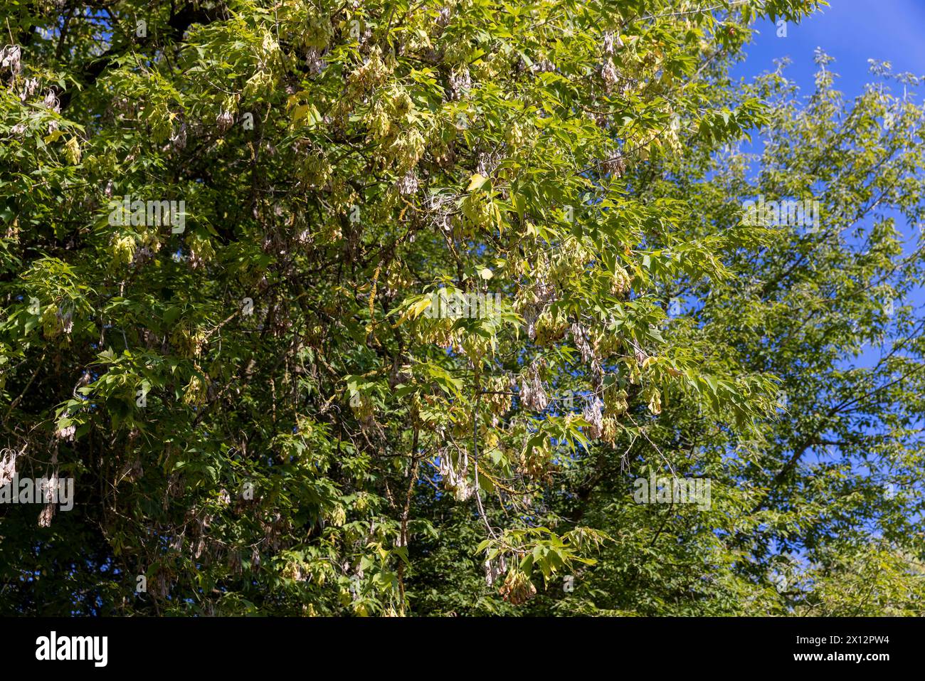 Deciduous trees with green foliage in summer, old trees with foliage in ...