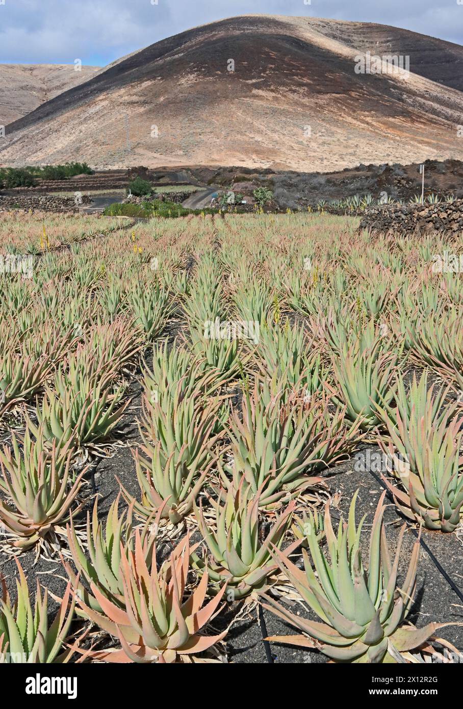 Aloe vera farm hi-res stock photography and images - Alamy