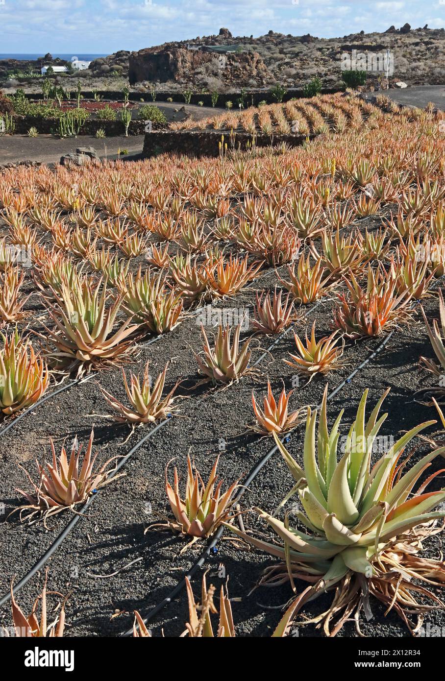 Aloe vera farm hi-res stock photography and images - Alamy