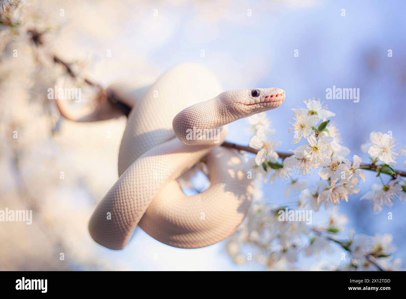 Palmetto flowers hi-res stock photography and images - Alamy