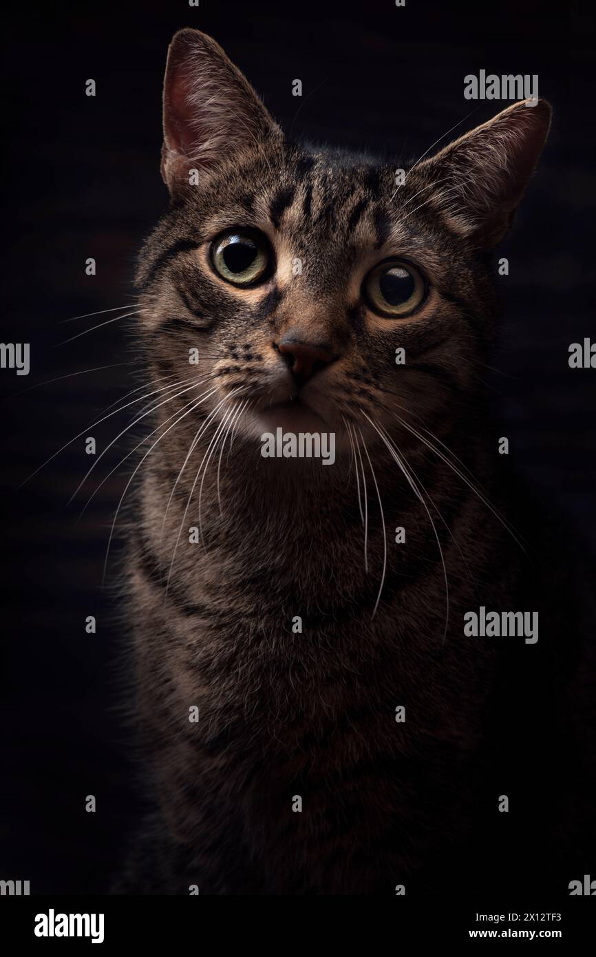 Portrait domestic shorthair tabby hi-res stock photography and images ...
