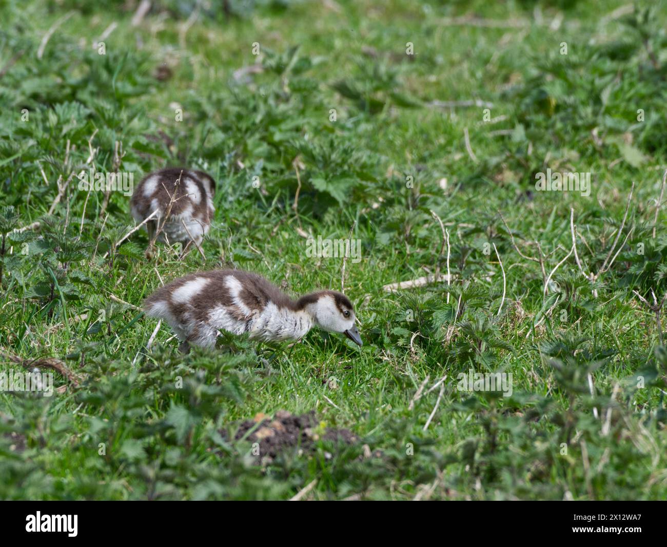 Two young Egyptian geese goslings eating in a grassy field Stock Photo ...