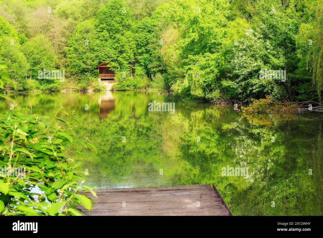pond in beech woods. nature scenery with trees reflecting on the water ...