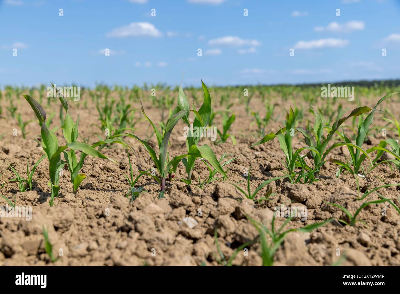young corn sprouts in early summer, a field with only corn Stock Photo ...