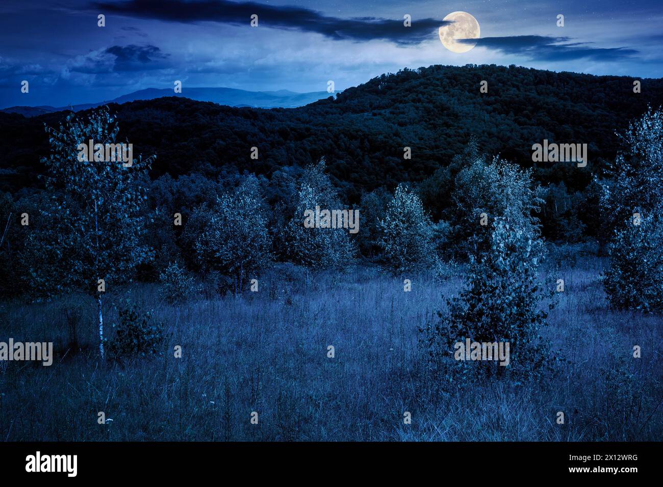 deciduous trees on a grassy meadow at night. magical carpathian ...