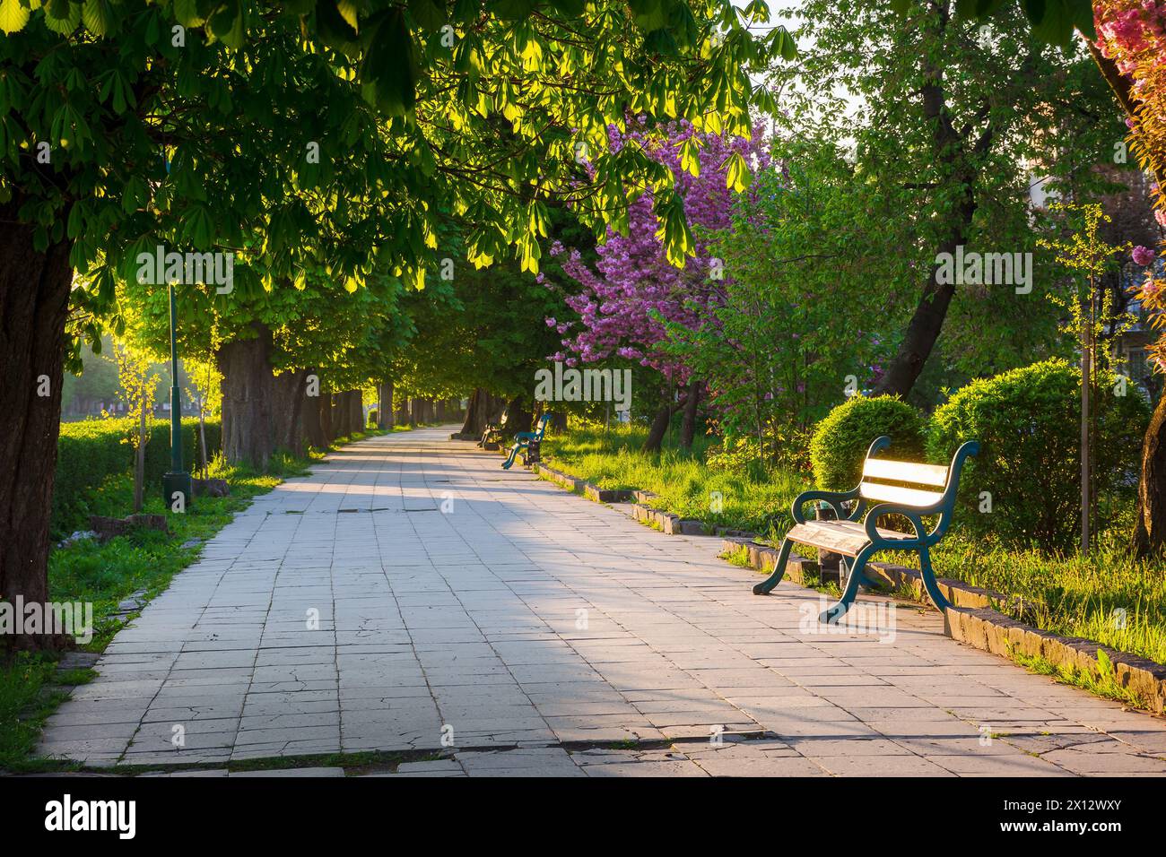 alley with chestnut trees in morning light. bench on the side of a ...