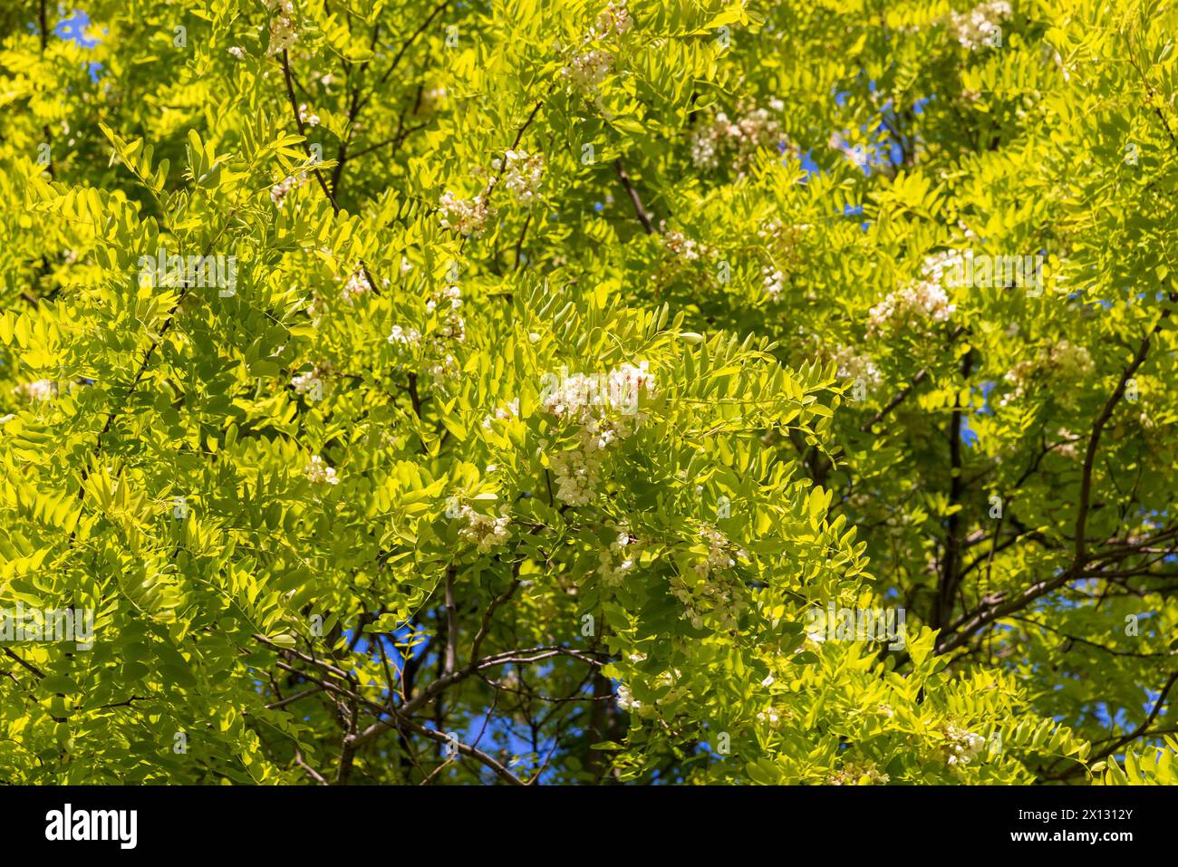 the acacia tree is white with green foliage during flowering in spring ...