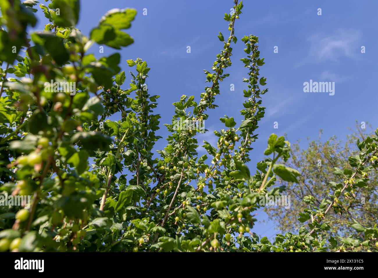 green berries on gooseberry bushes against a blue sky background, green ...