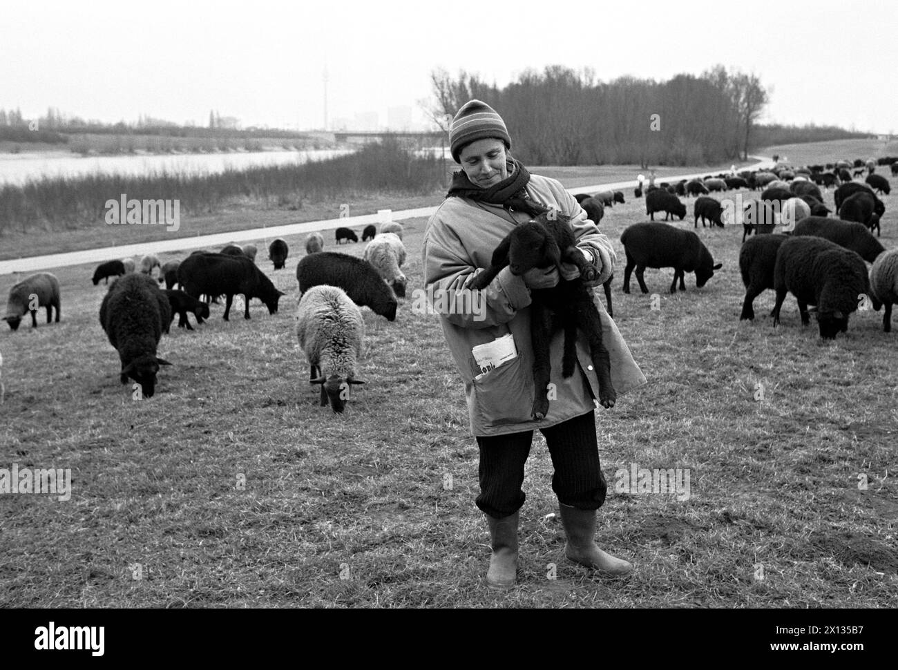 About 400 sheep grazed on Vienna's Danube Isle on February 12th 1990 ...