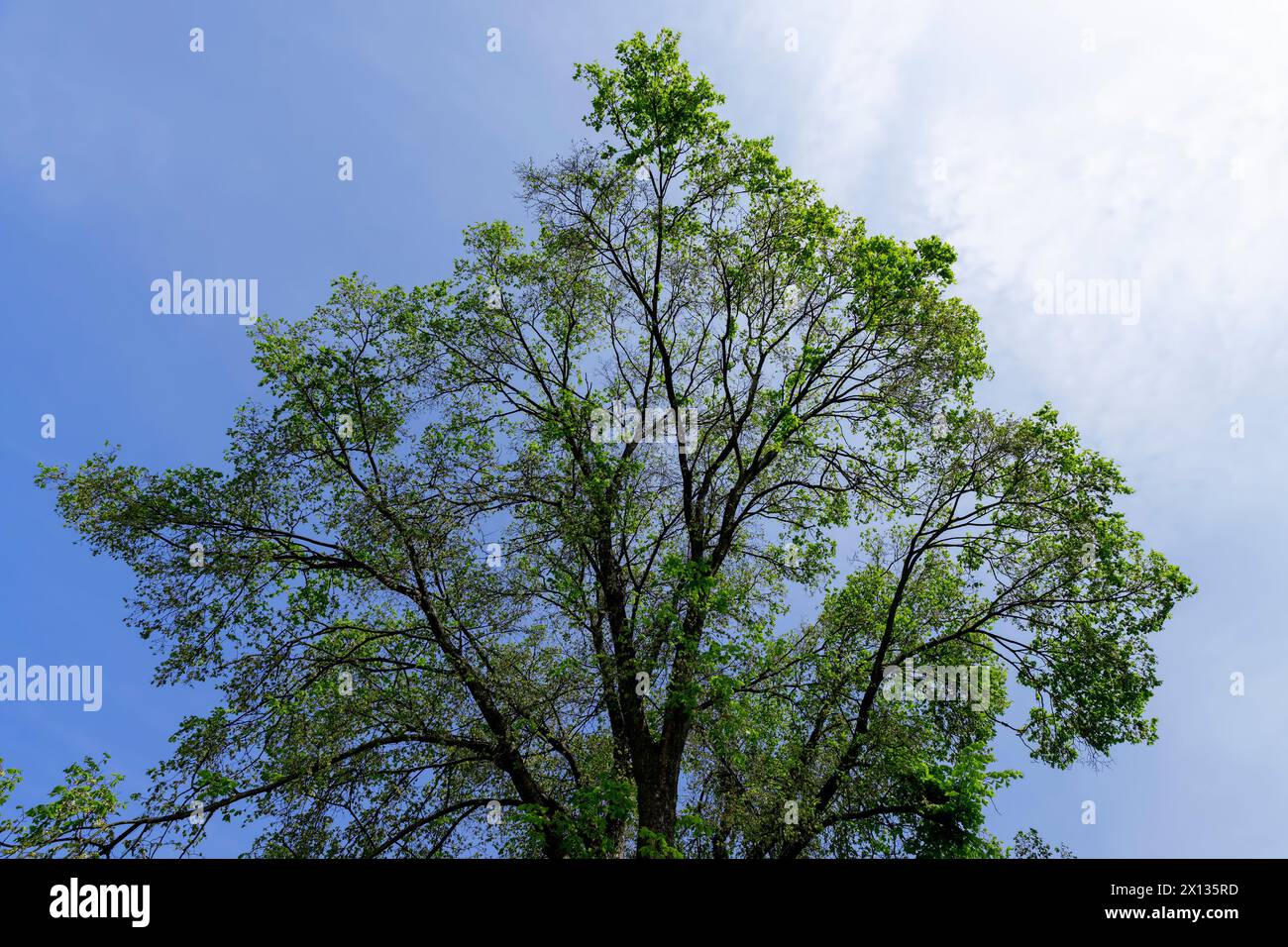 different types of trees in the park in the summer against the blue sky ...