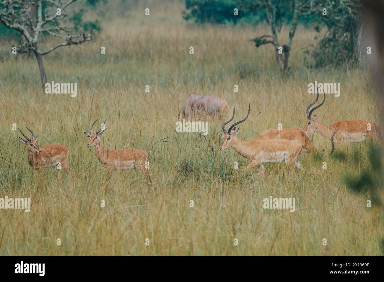 Herd of Impalas in Mburo National Park, Uganda Stock Photo - Alamy