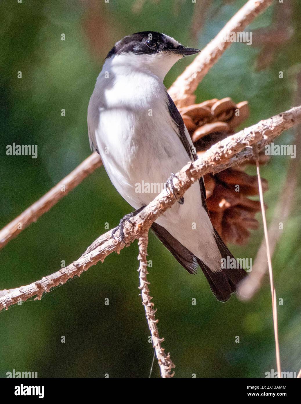 Collared Flycatcher (Ficedula albicollis), Paphos, Cyprus Stock Photo ...