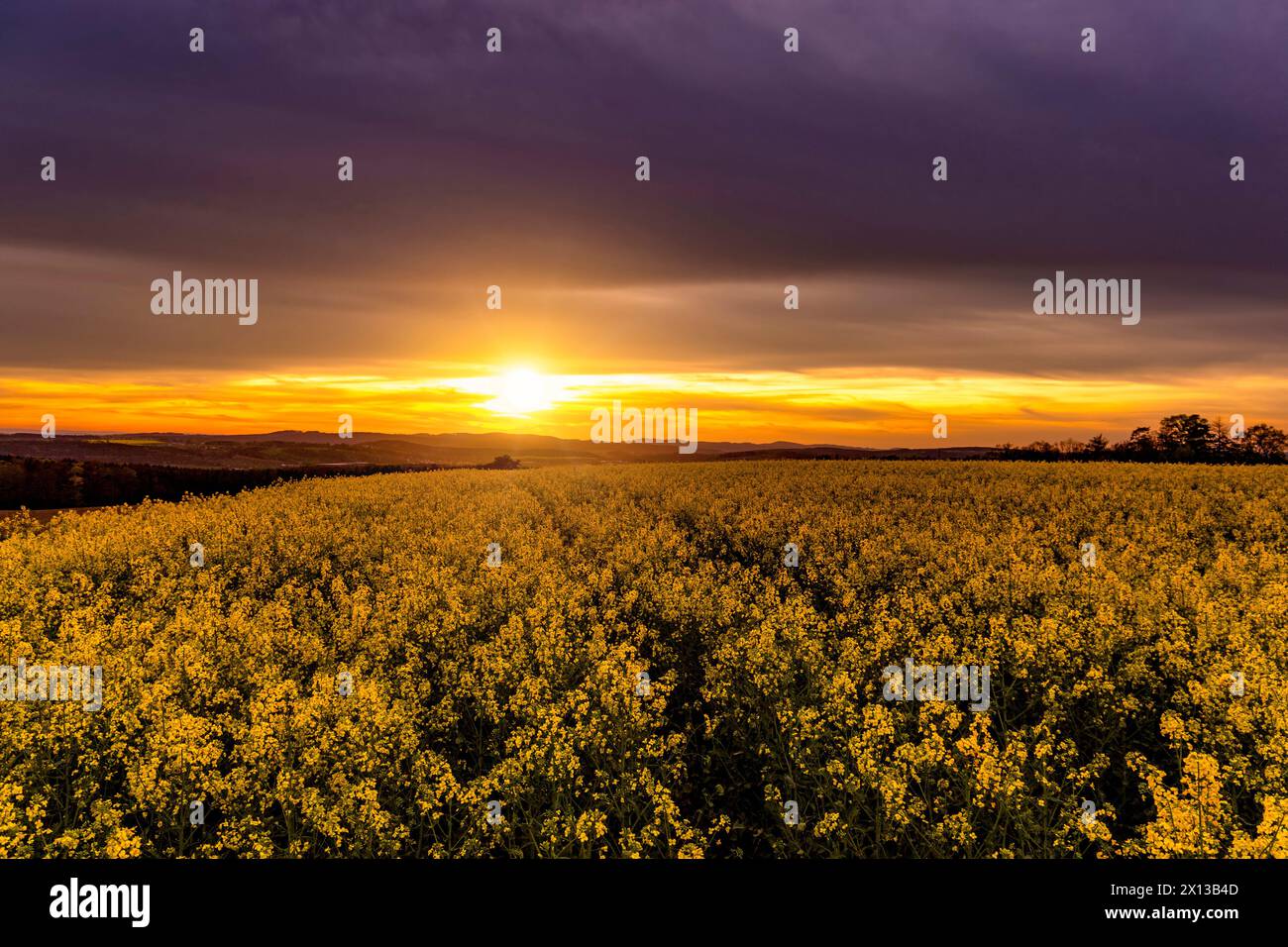 Yellow rapeseed field. Blooming canola flowers Stock Photo - Alamy