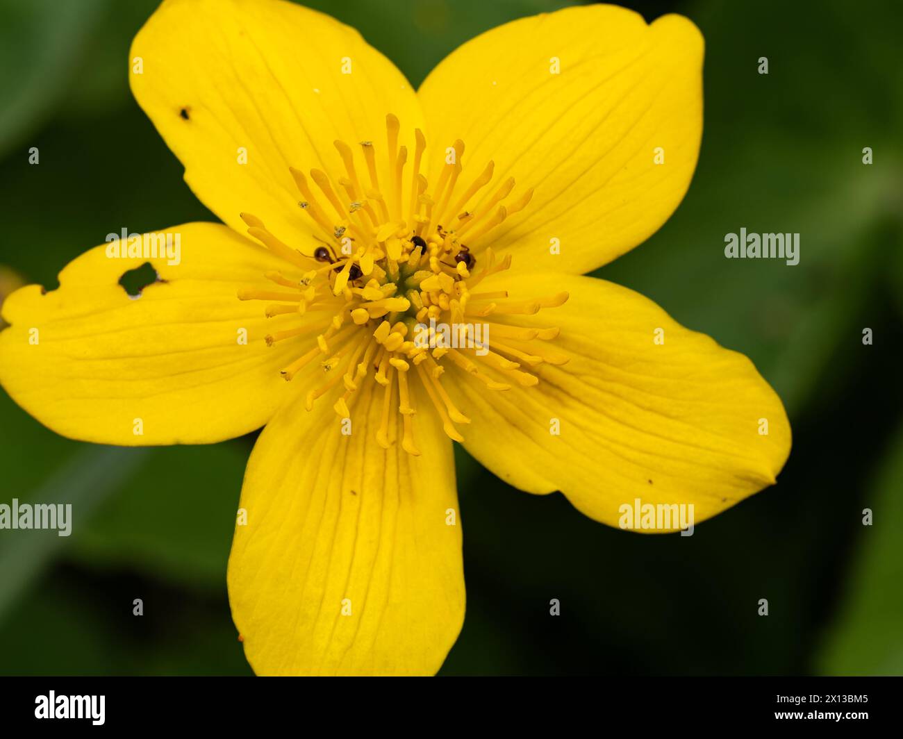 Close up macro photograph of the Yellow Marsh Marigold flower. Also ...