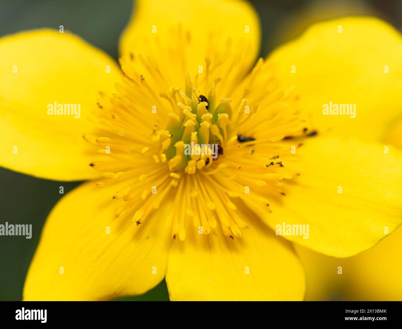 Close up macro photograph of the Yellow Marsh Marigold flower. Also ...