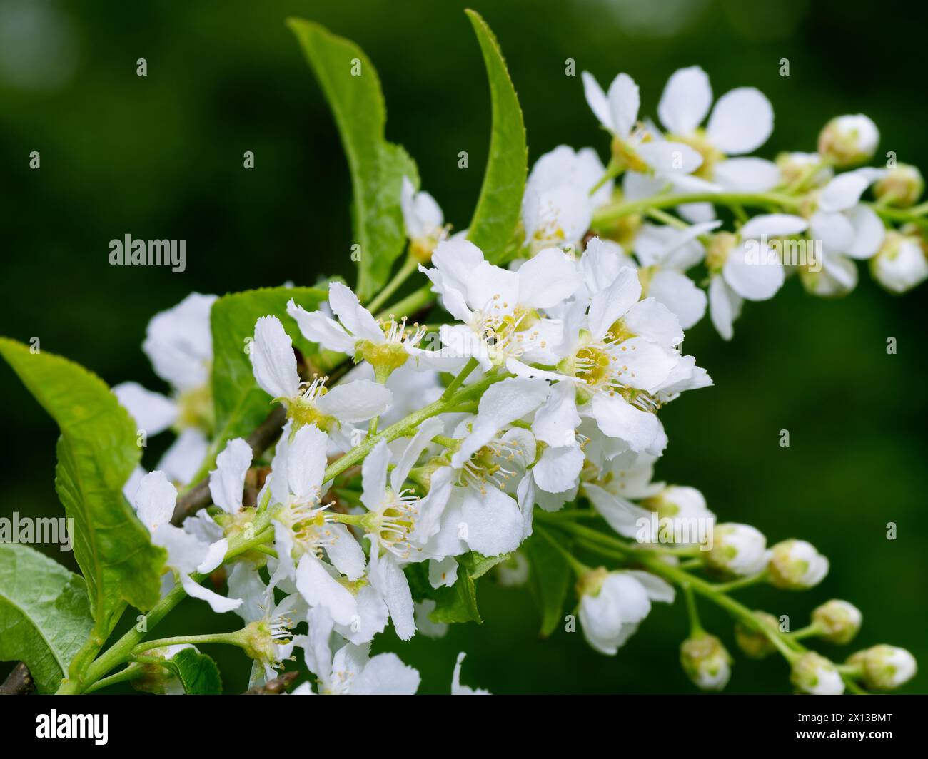Black Dogwood, Hagberry or Bird Cherry, also known as the Mayday Tree ...