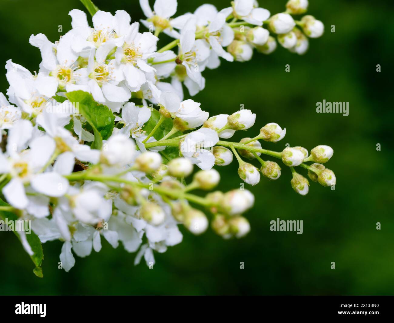 Black Dogwood, Hagberry or Bird Cherry, also known as the Mayday Tree ...